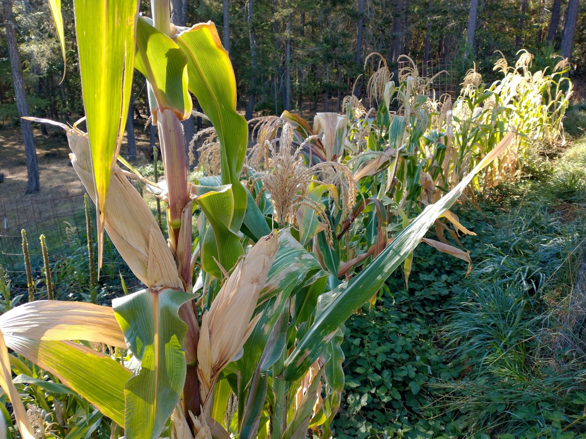 Designing for Short Term Yield – Homestead Culture