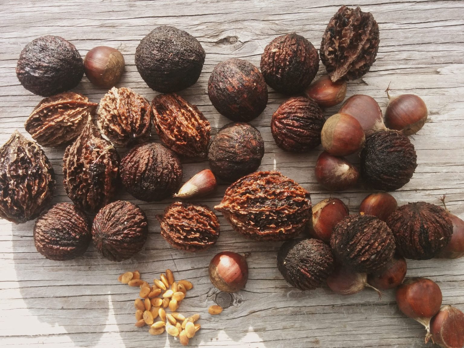 How to Cold Stratify Seeds – Homestead Culture