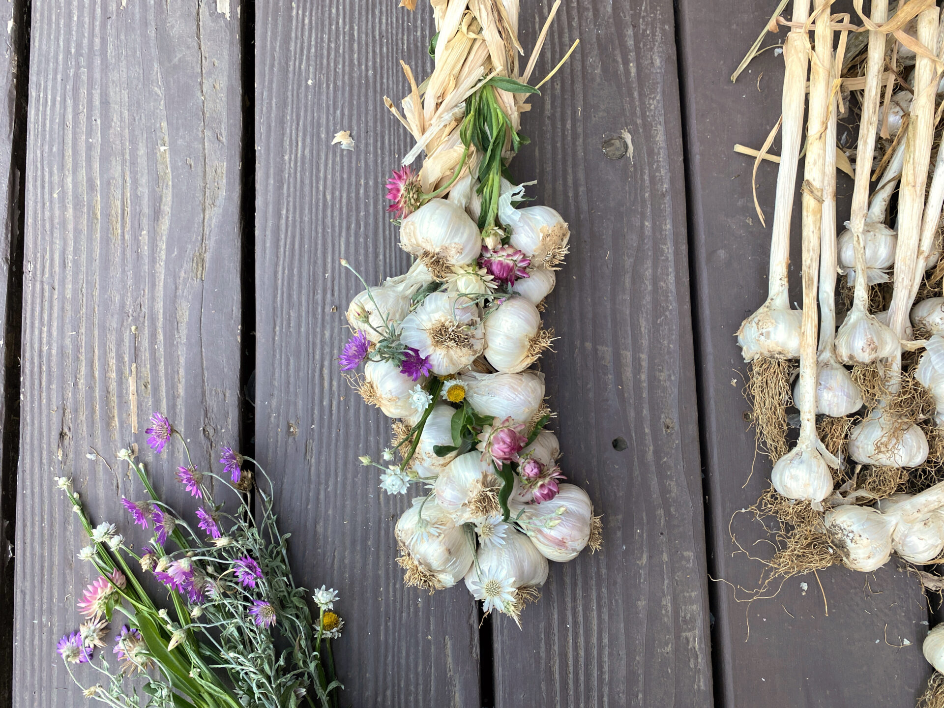 Garlic Harvesting, Tasting, and Braiding – Homestead Culture