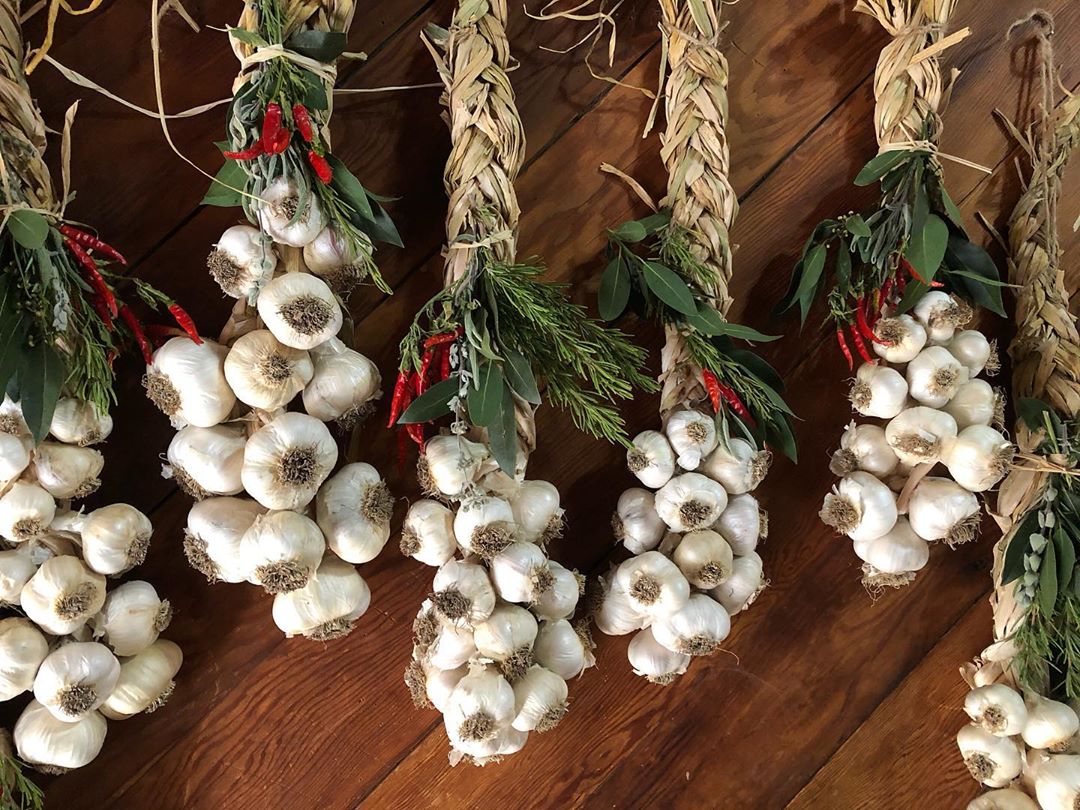 Garlic Harvesting, Tasting, and Braiding – Homestead Culture