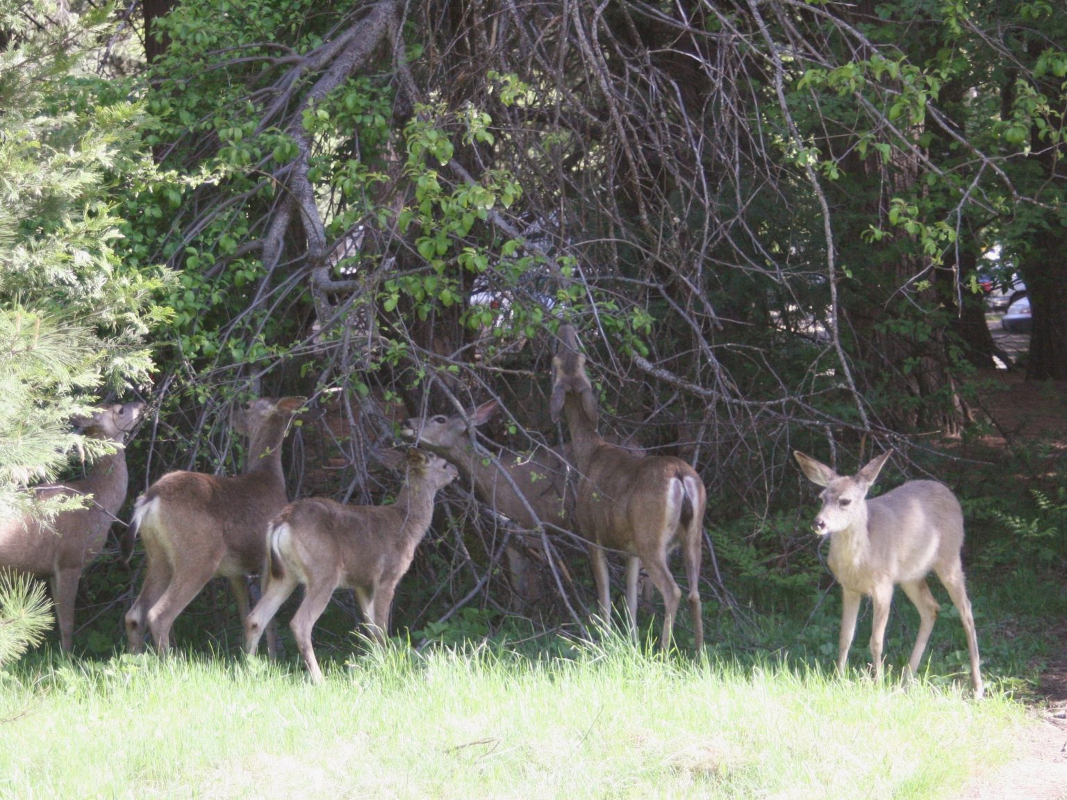 Growing Trees More Naturally In the Presence of Deer – Homestead Culture