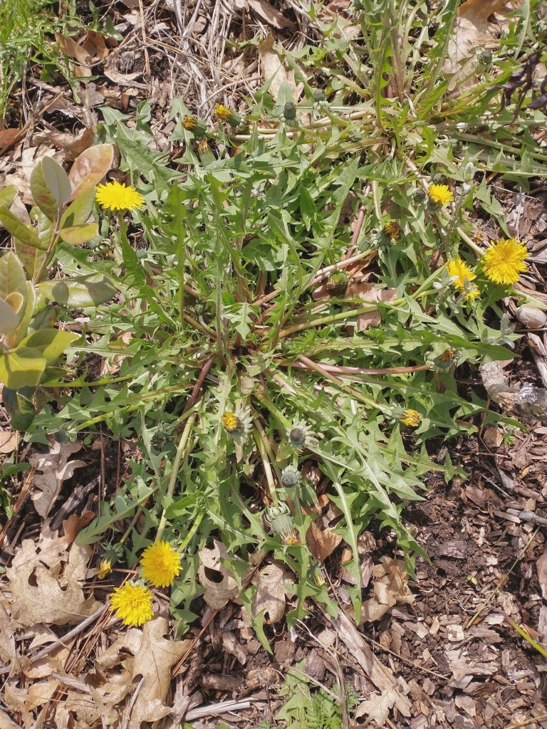 Delectable Dandelion Hamburger Recipe - Homestead Culture