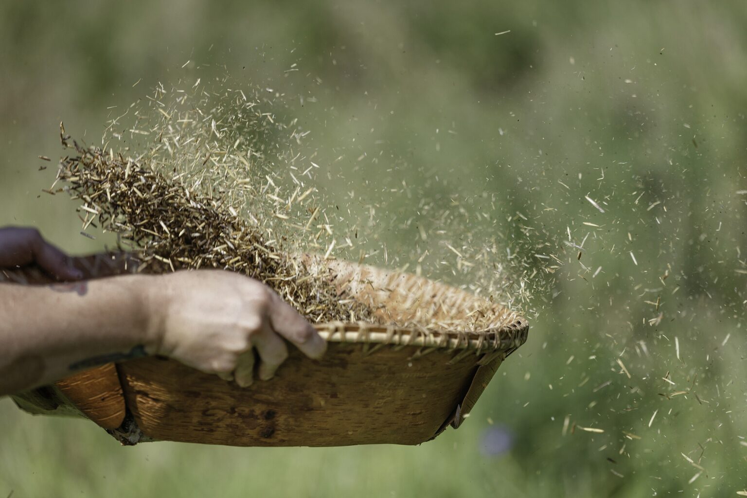 Winnowing Seed (Give) Thanks to the Wind – Homestead Culture