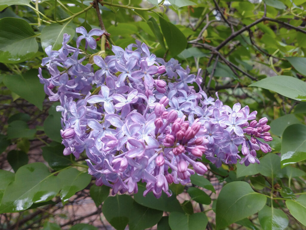 Spring Deer Browse: Observing the First Bites of the Season – Homestead ...