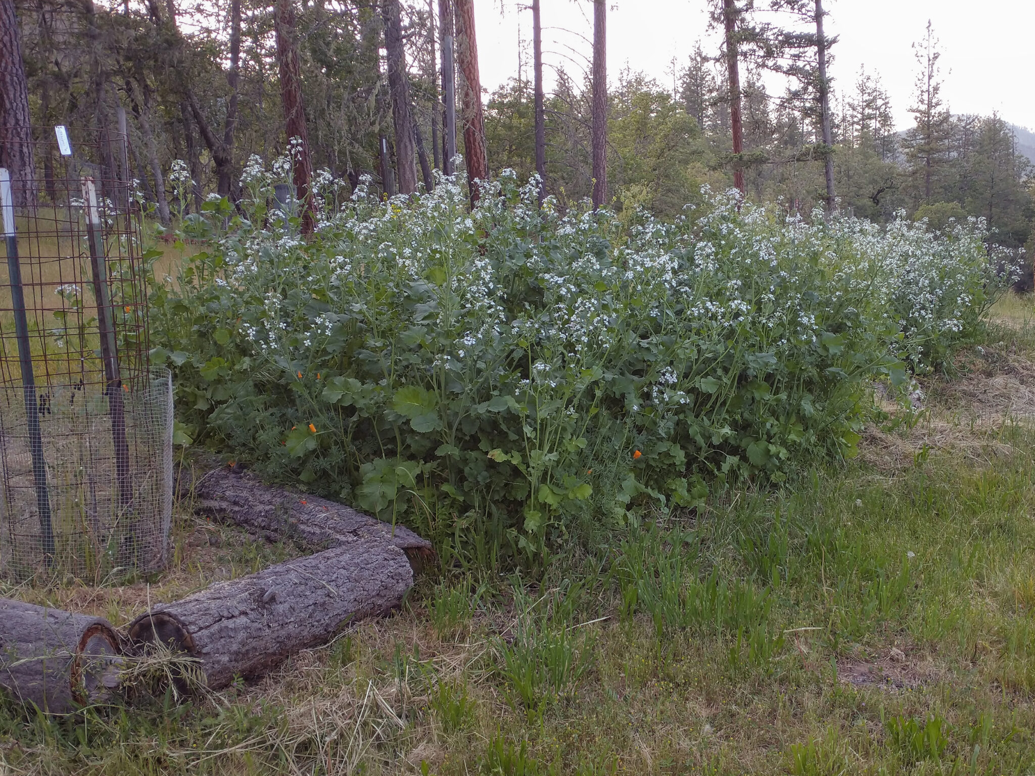 Befriending Broadleafs: Our Garden's Beloved Shade Makers – Homestead ...