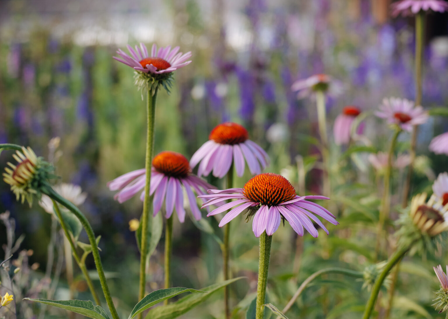 Hybrid Seeds: The Good, Bad and Ugly – Homestead Culture