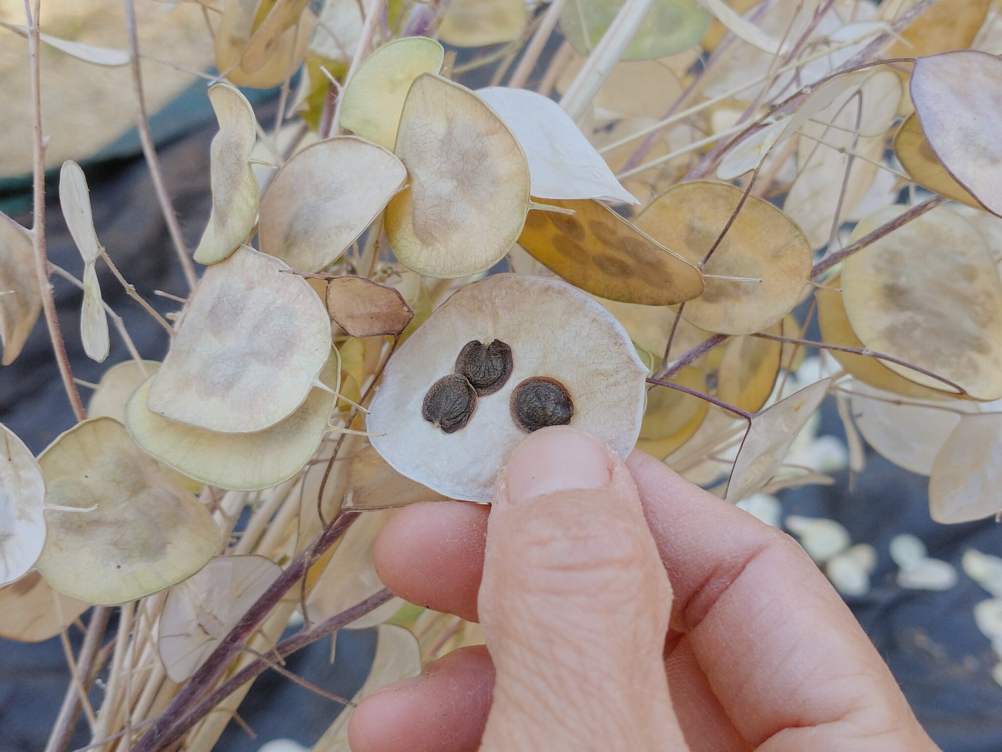How to Cold Stratify Seeds – Homestead Culture