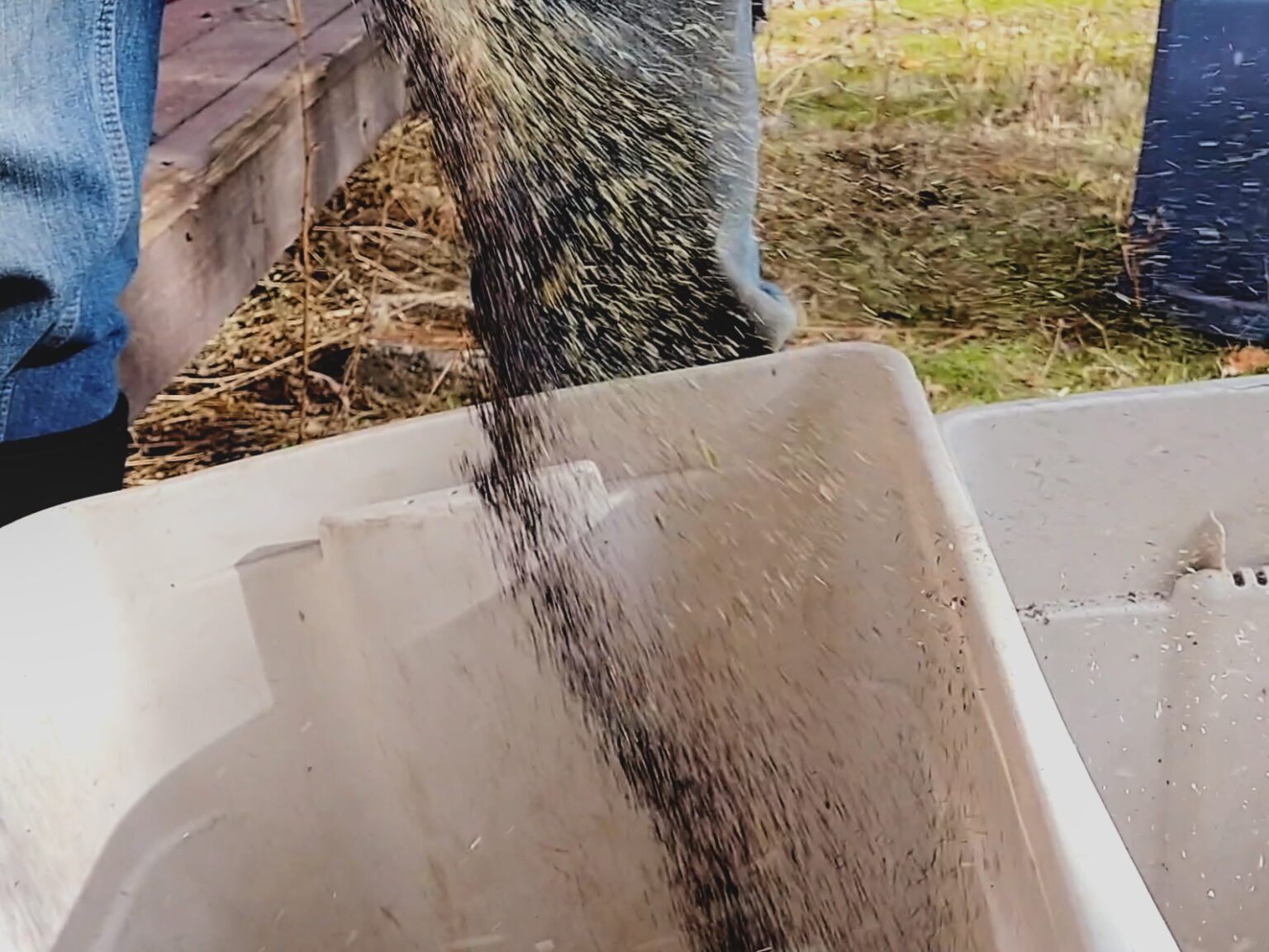 Winnowing Seed (Give) Thanks to the Wind – Homestead Culture