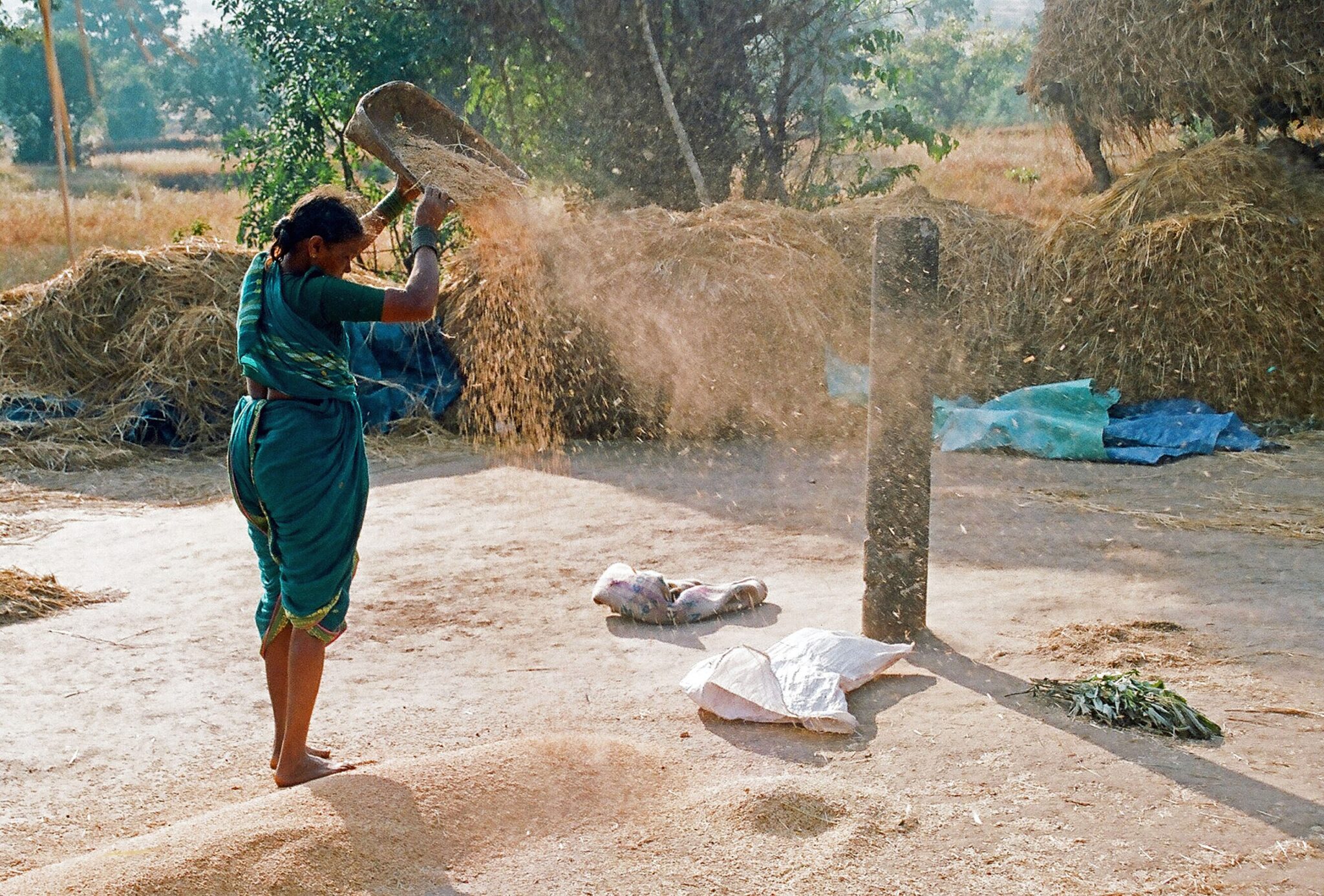 Winnowing Seed (Give) Thanks to the Wind – Homestead Culture