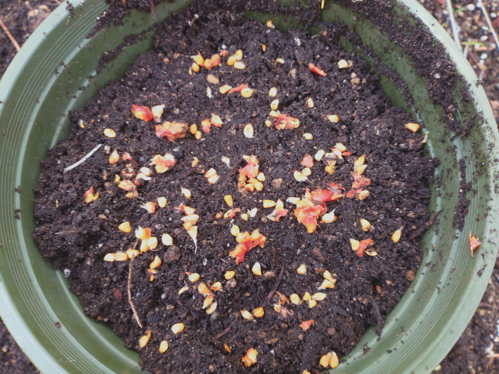 How to Cold Stratify Seeds – Homestead Culture