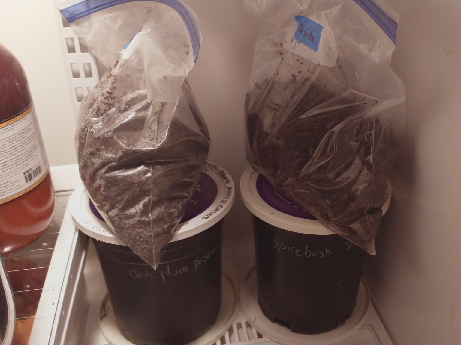 How to Cold Stratify Seeds – Homestead Culture