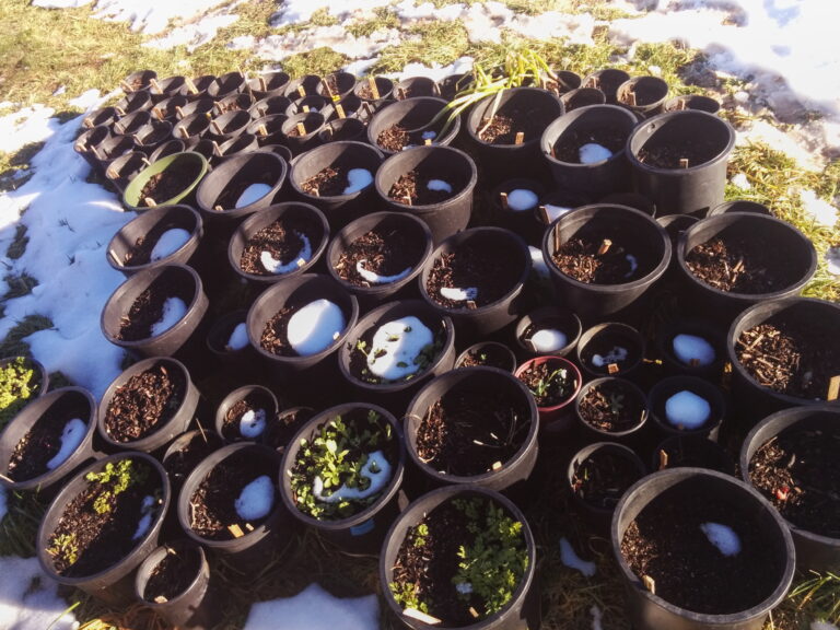 How to Cold Stratify Seeds – Homestead Culture