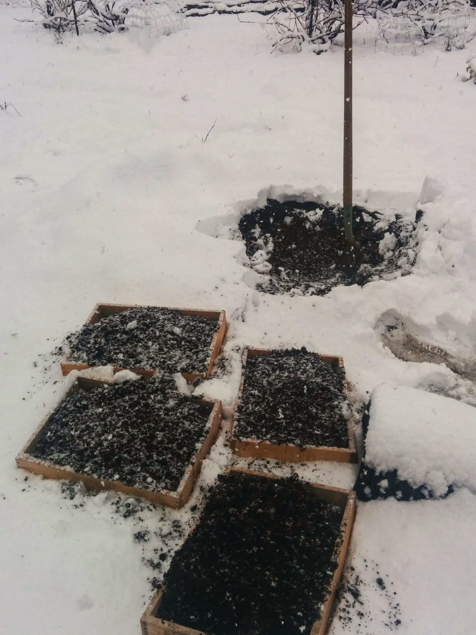 How to Cold Stratify Seeds – Homestead Culture