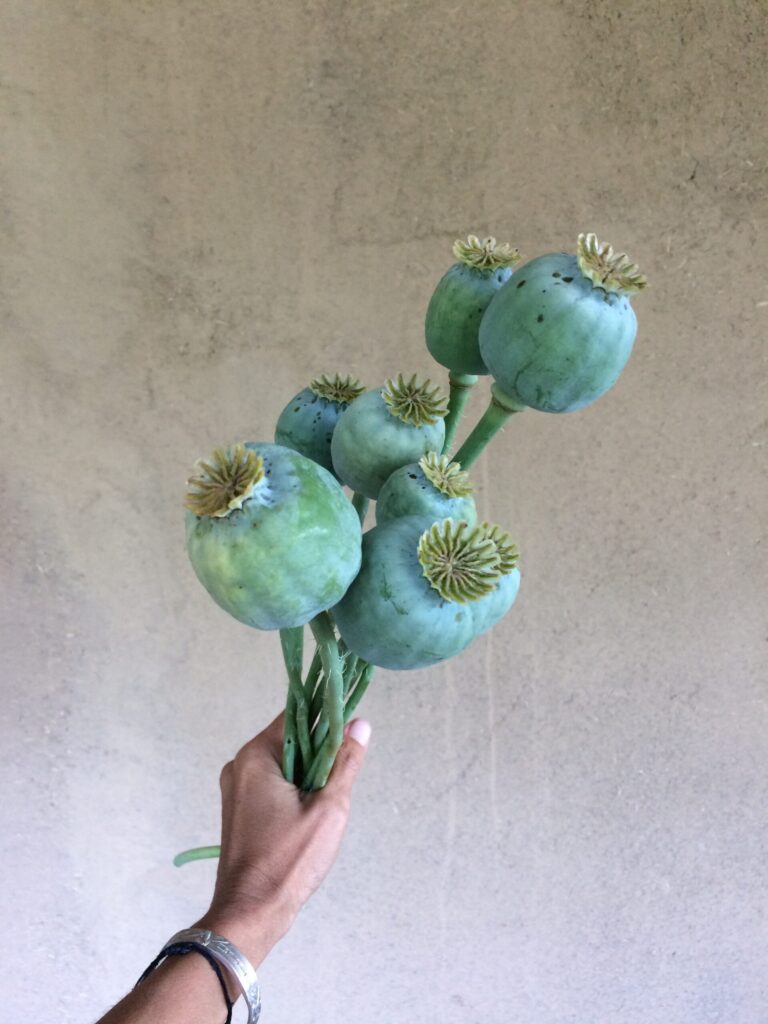 Rattle Poppy Seeds (Papaver somniferum) Breadseed Poppy