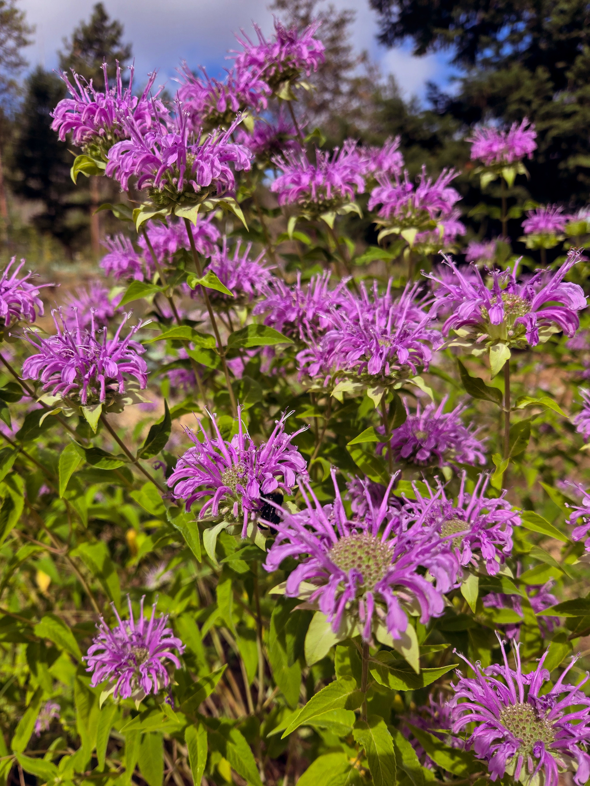 Bergamot Seeds (Monarda fistulosa) Wild Bergamot Seeds