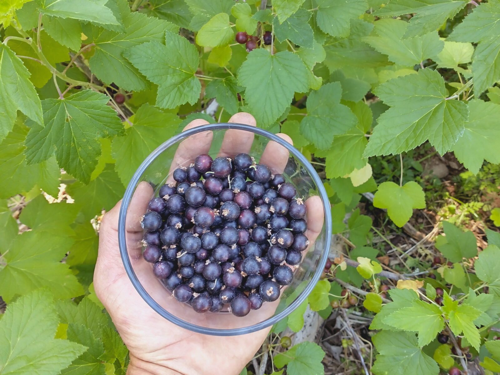 Black Currant Seeds (Ribes nigrum) Blackcurrant Seeds