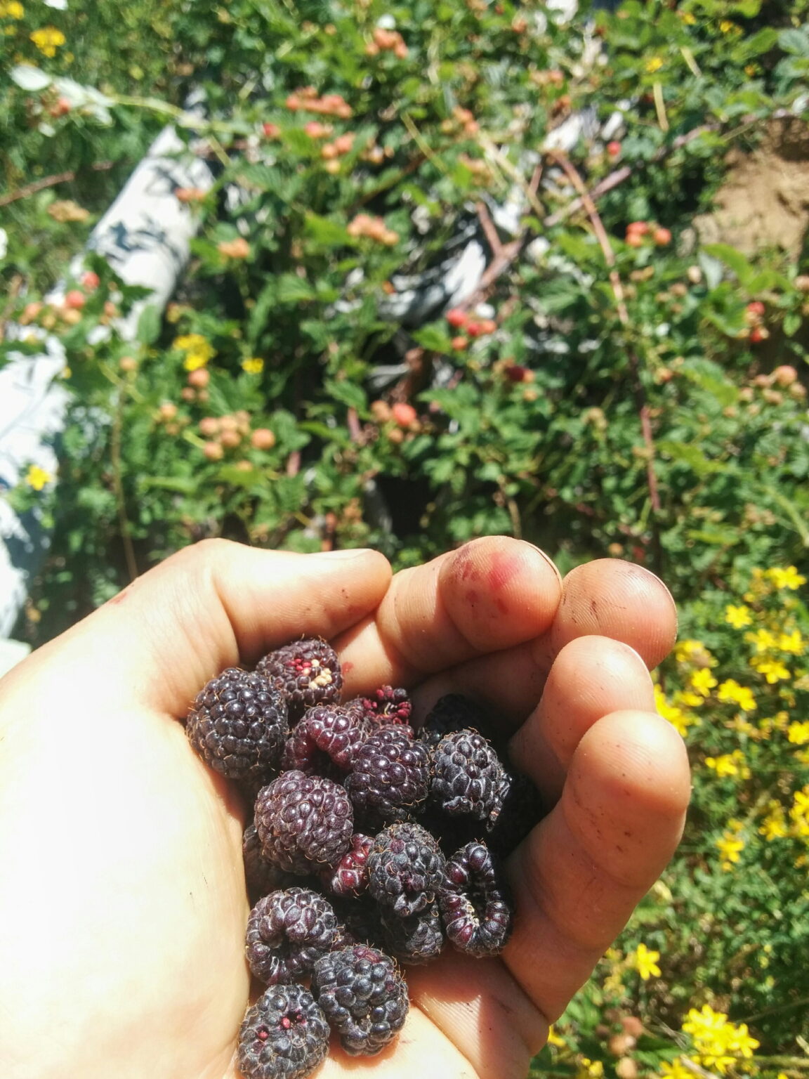 Blackcap / Whitebark Raspberry Seeds (Rubus leucodermis)