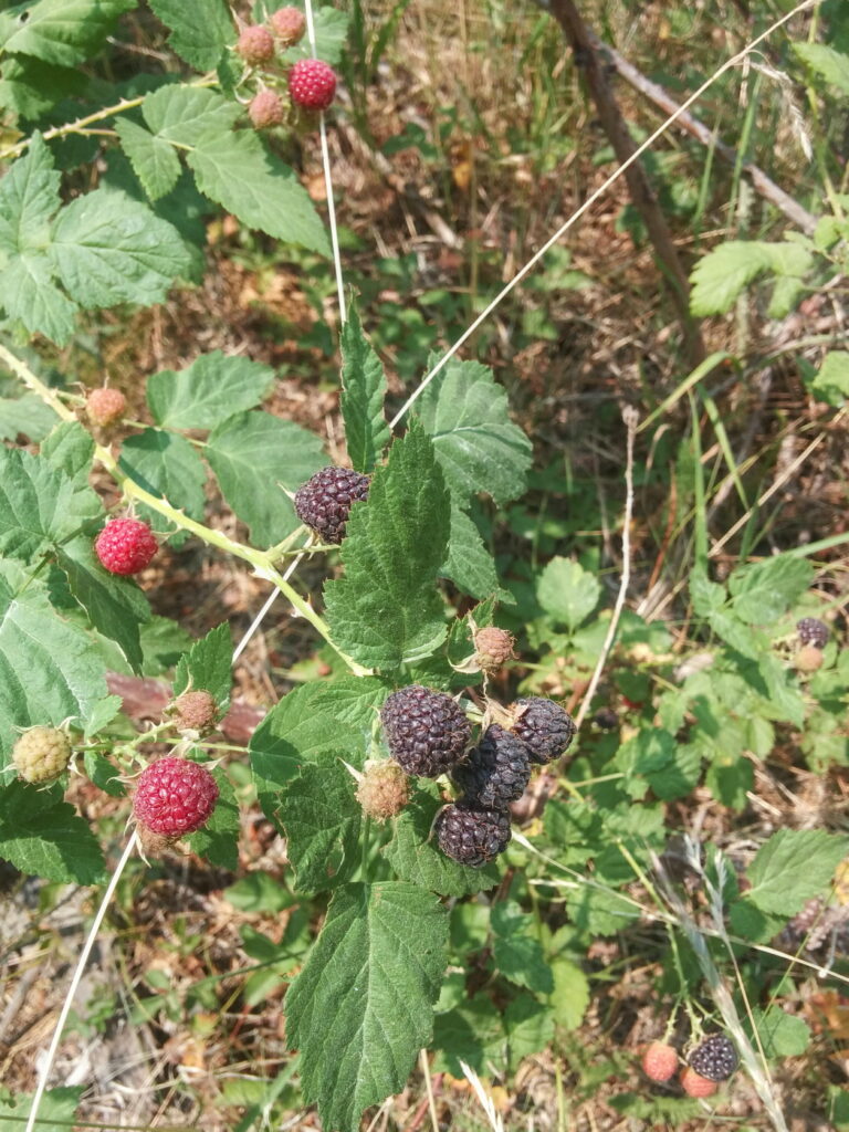 Blackcap / Whitebark Raspberry Seeds (Rubus leucodermis)