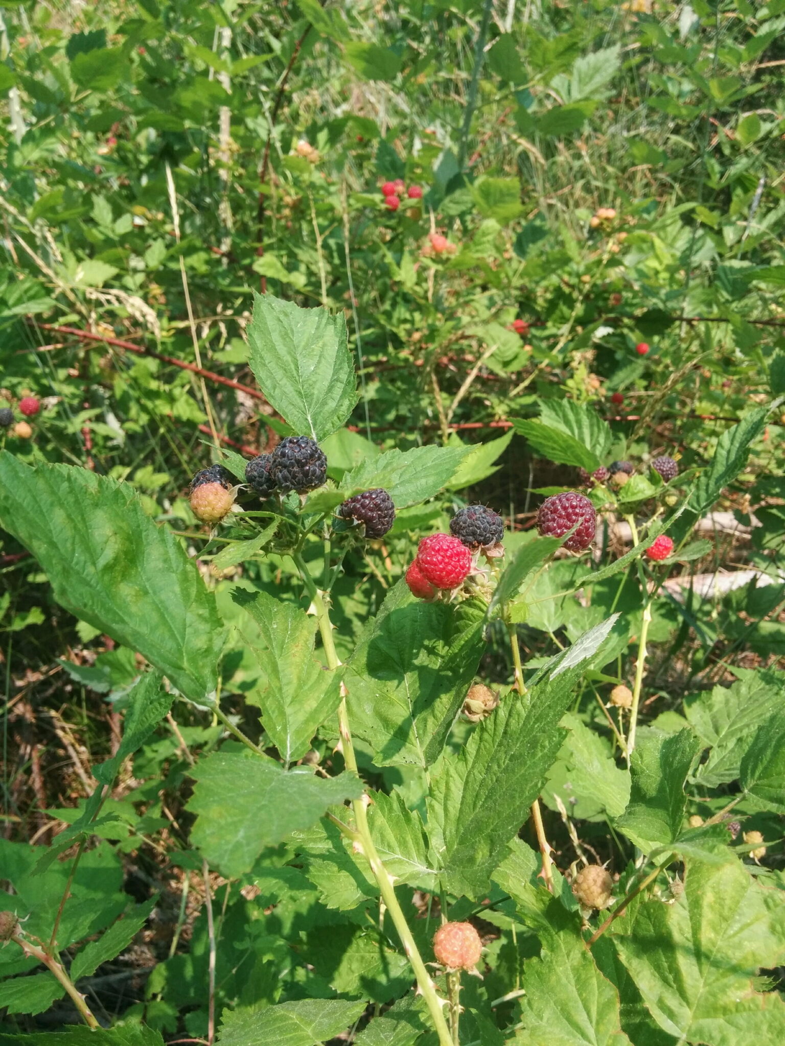 Blackcap / Whitebark Raspberry Seeds (Rubus leucodermis)