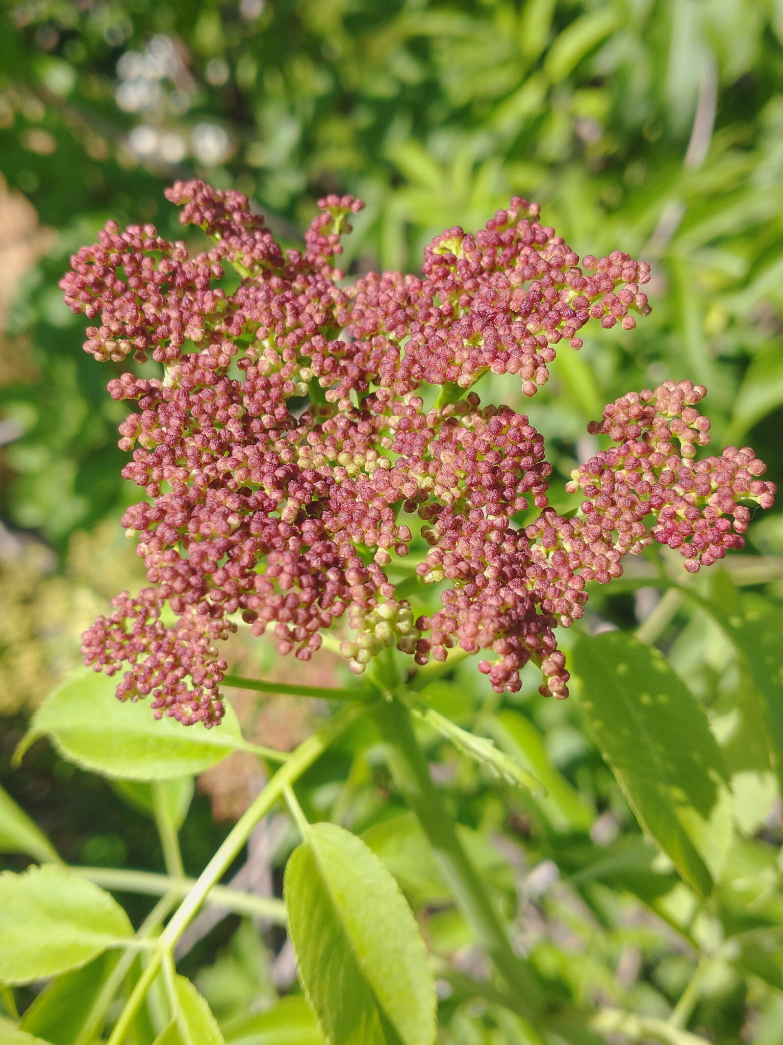 Blue Elderberry Seeds (Sambucus caerulea) Blue Elder Seeds