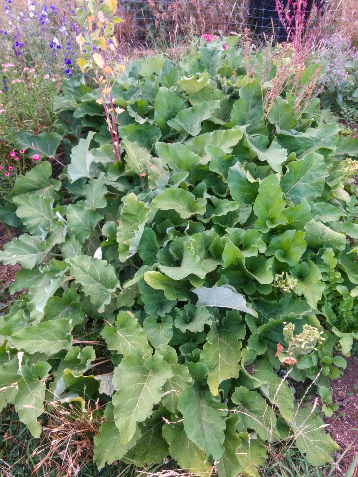 Burdock Seeds (Arctium minus) Common, Wild Burdock Seeds