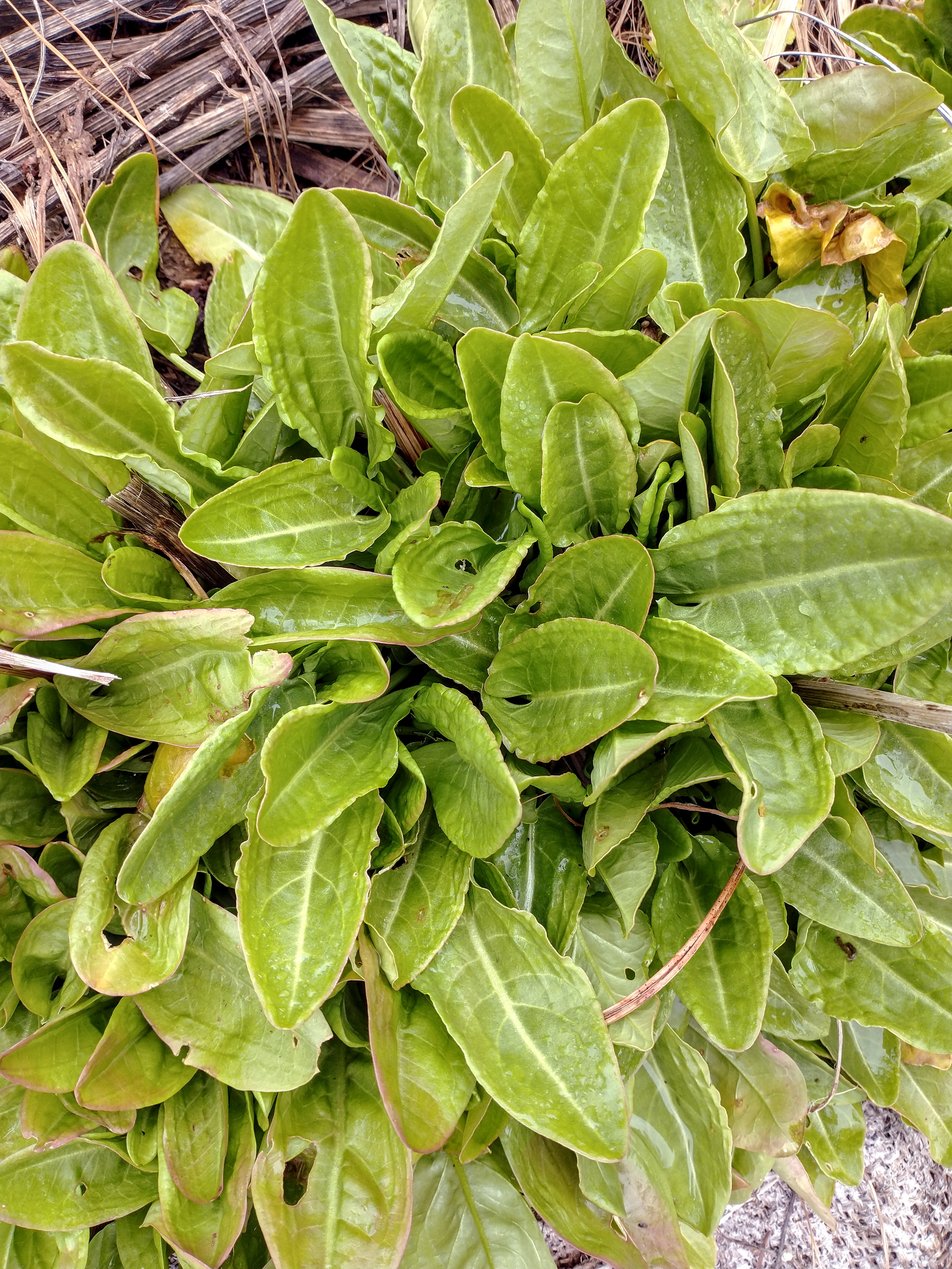 Garden Sorrel Seeds (Rumex acetosa) Broadleaf Sorrel Seeds