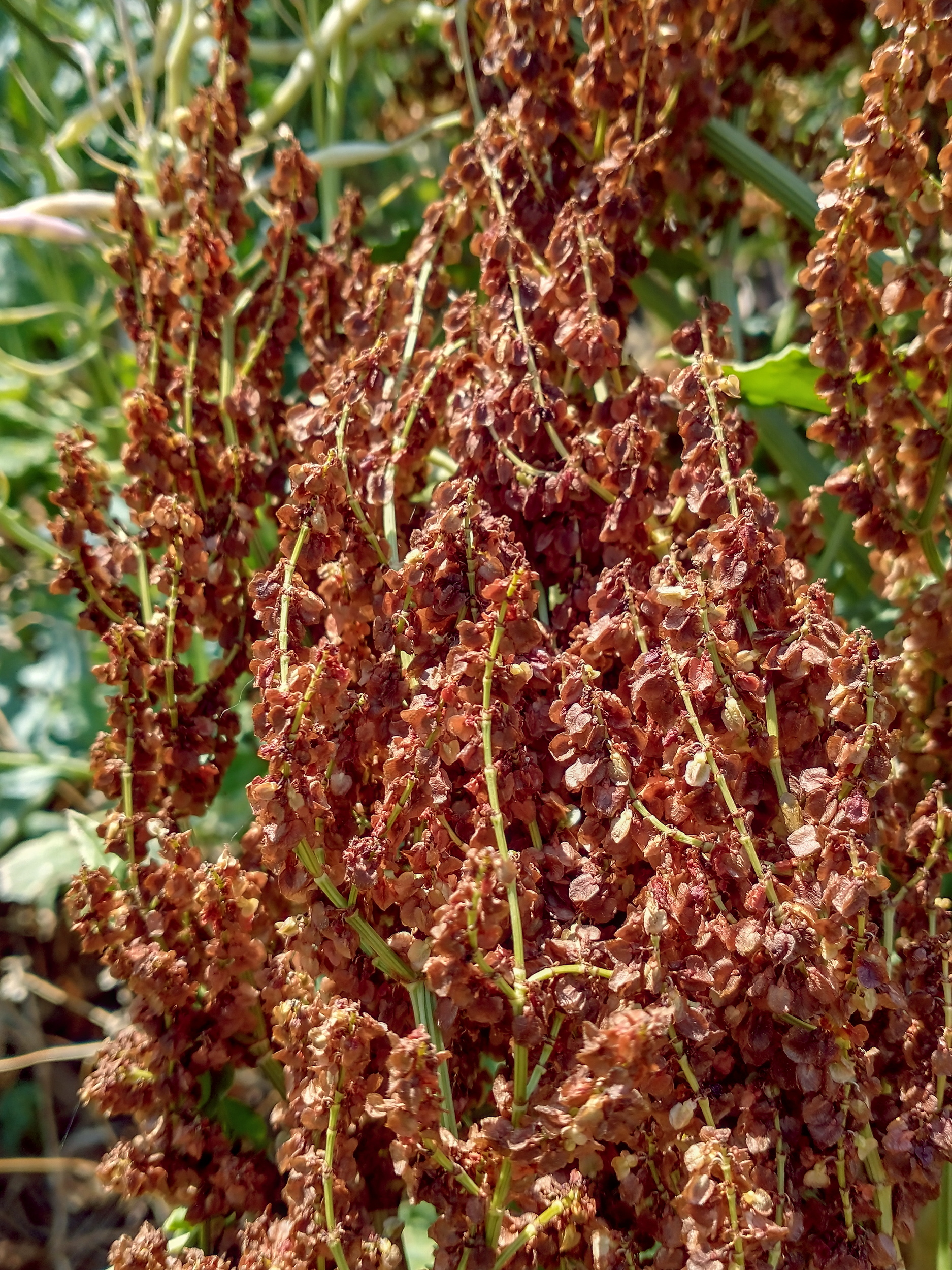 Red Sorrel Perennial Plant