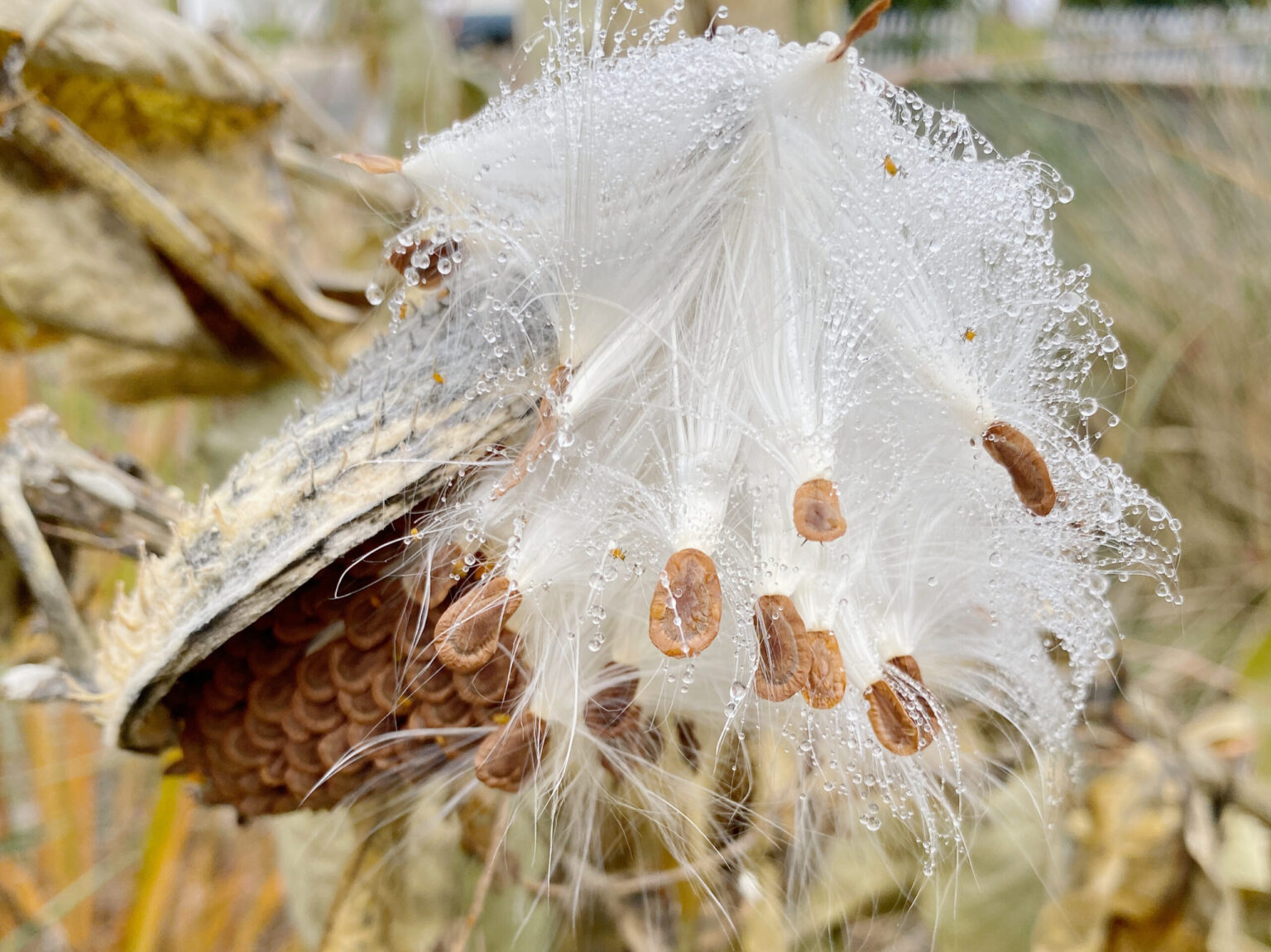 Seed Resources: Knowledge & Stories for Living with Seeds