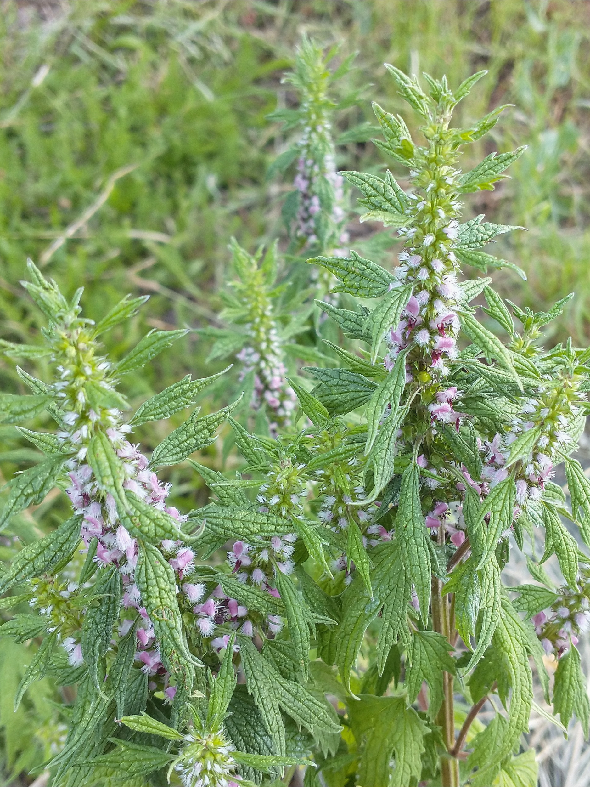 Motherwort Seeds (Leonurus cardiaca) Mother's Herb Seeds