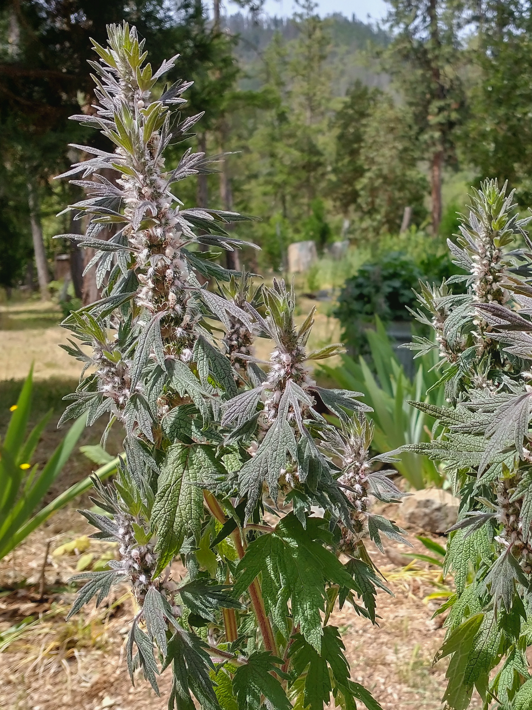 Motherwort Seeds (Leonurus cardiaca) Mother's Herb Seeds