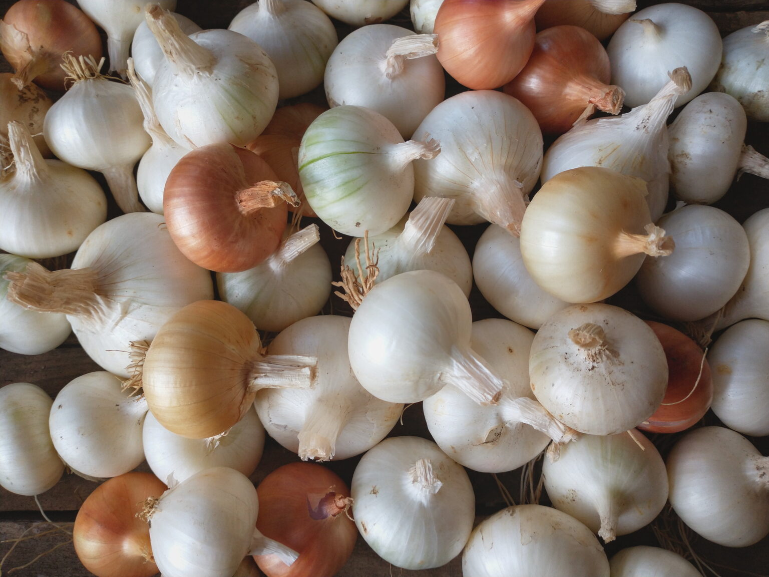 Potato Onion Grex *True* Seeds (Allium cepa aggregatum)