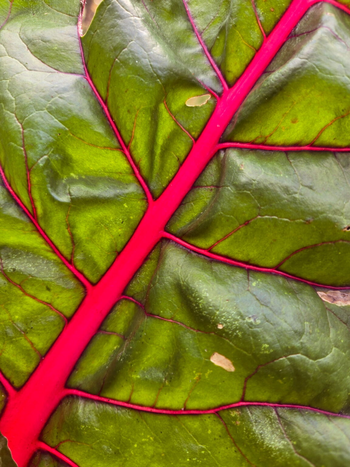 Rainbow Swiss Chard Seeds (Beta vulgaris) Swiss Chard Seeds