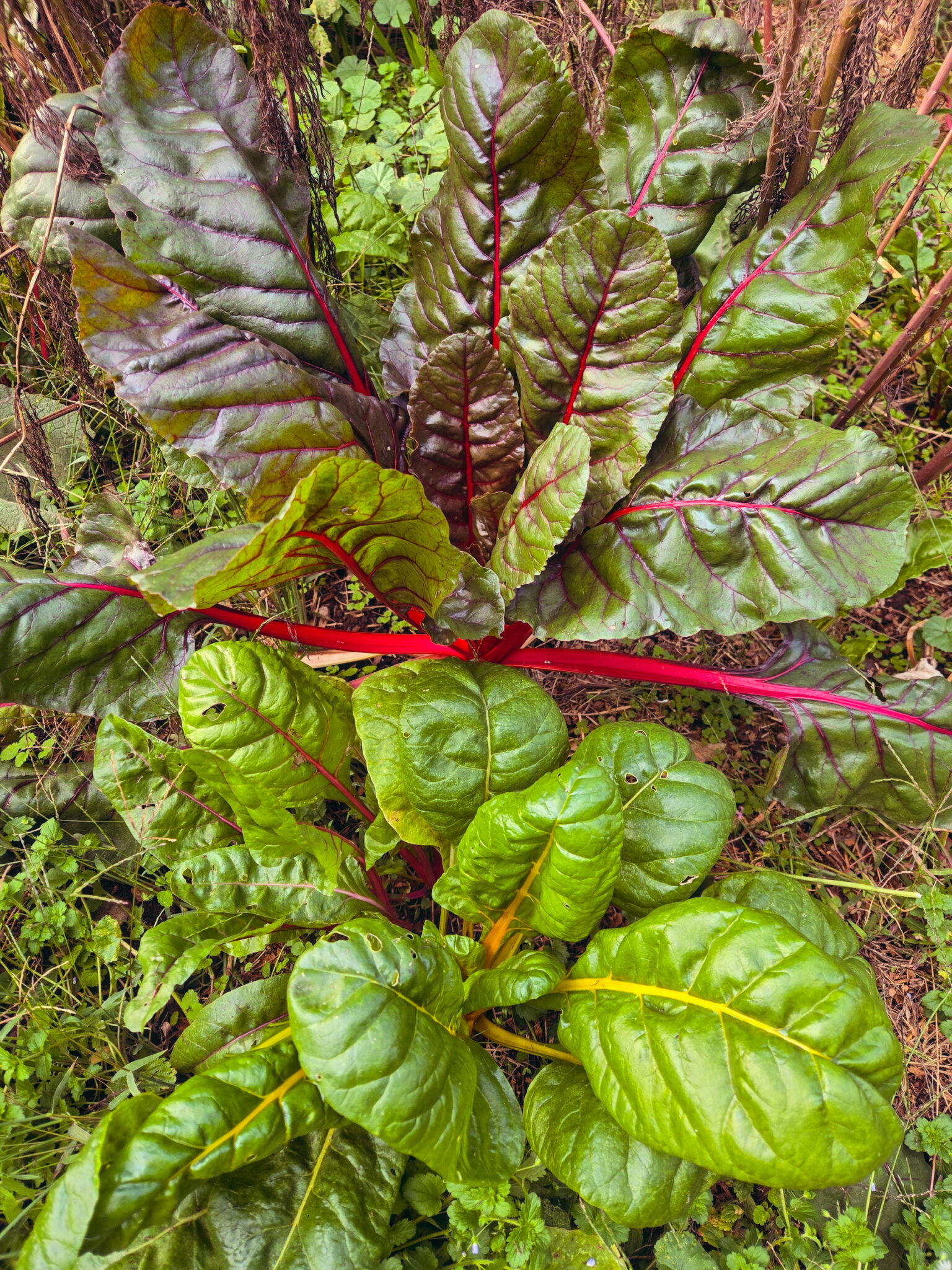 Rainbow Swiss Chard Seeds (Beta vulgaris) Swiss Chard Seeds