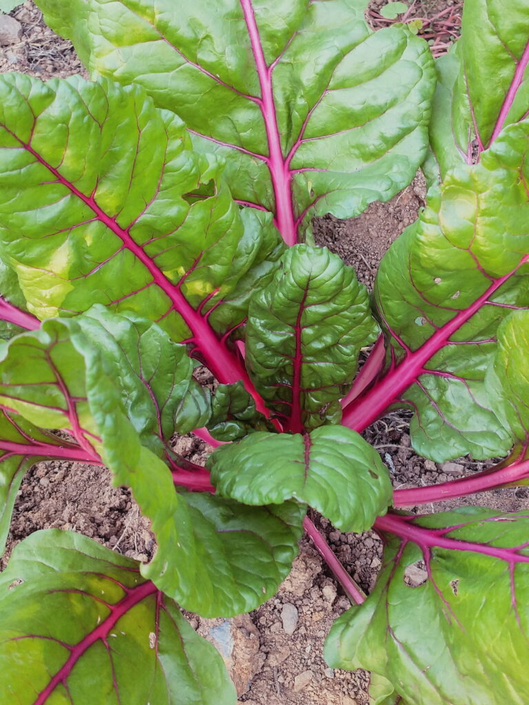 Rainbow Swiss Chard Seeds (Beta vulgaris) Swiss Chard Seeds