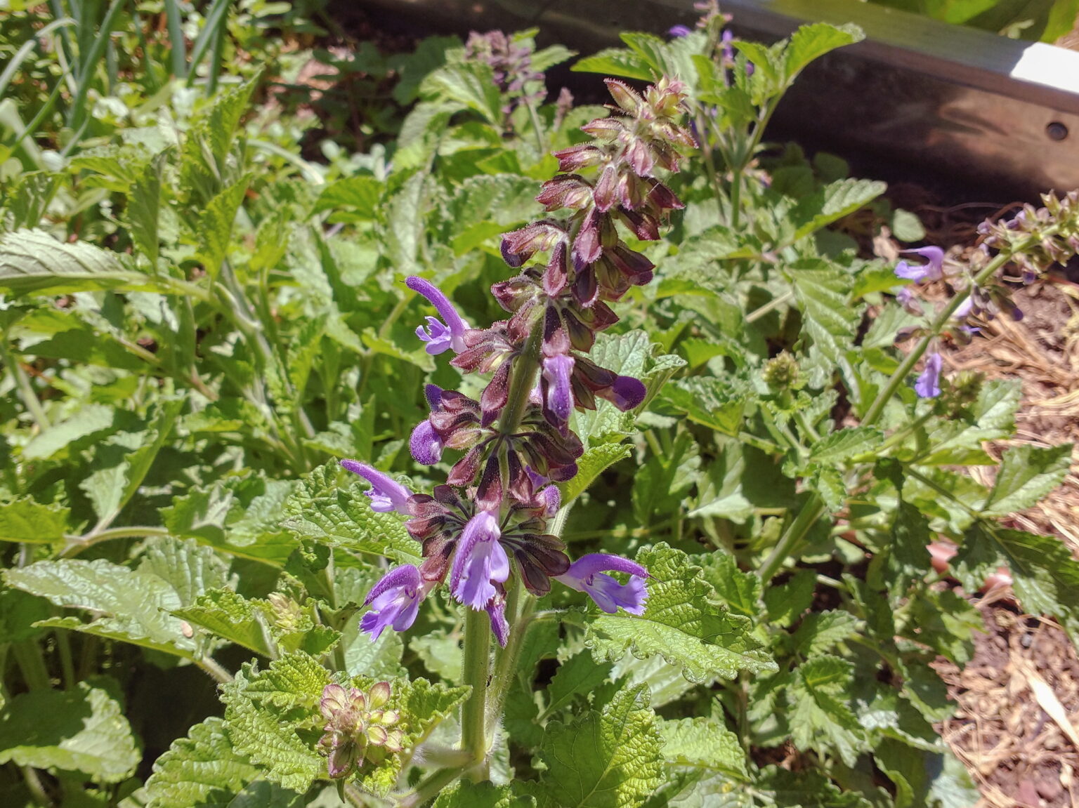 Red Sage Seeds (Salvia miltiorrhiza) Dan Shen, Redroot Sage