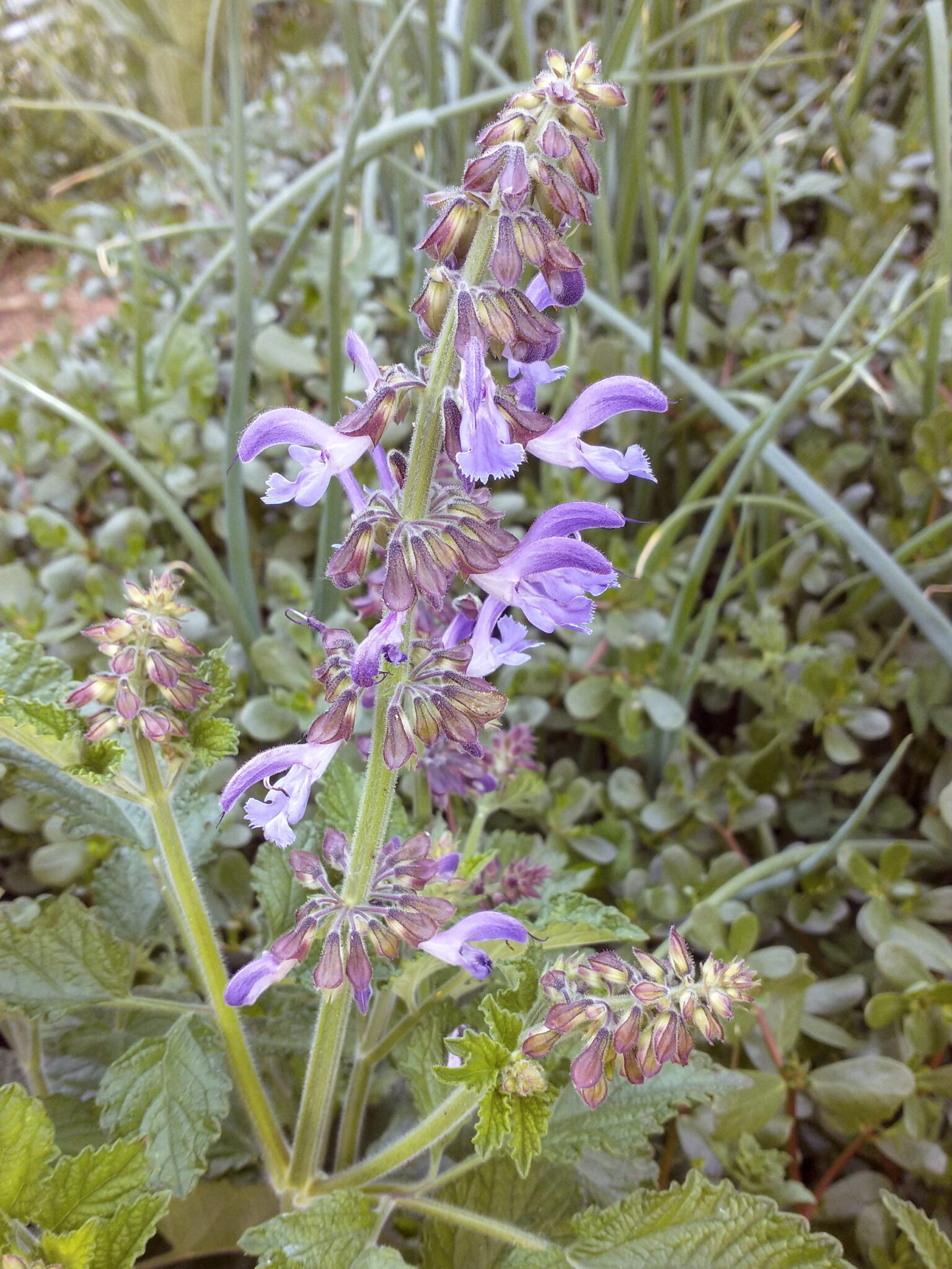 Red Sage Seeds (Salvia miltiorrhiza) Dan Shen, Redroot Sage