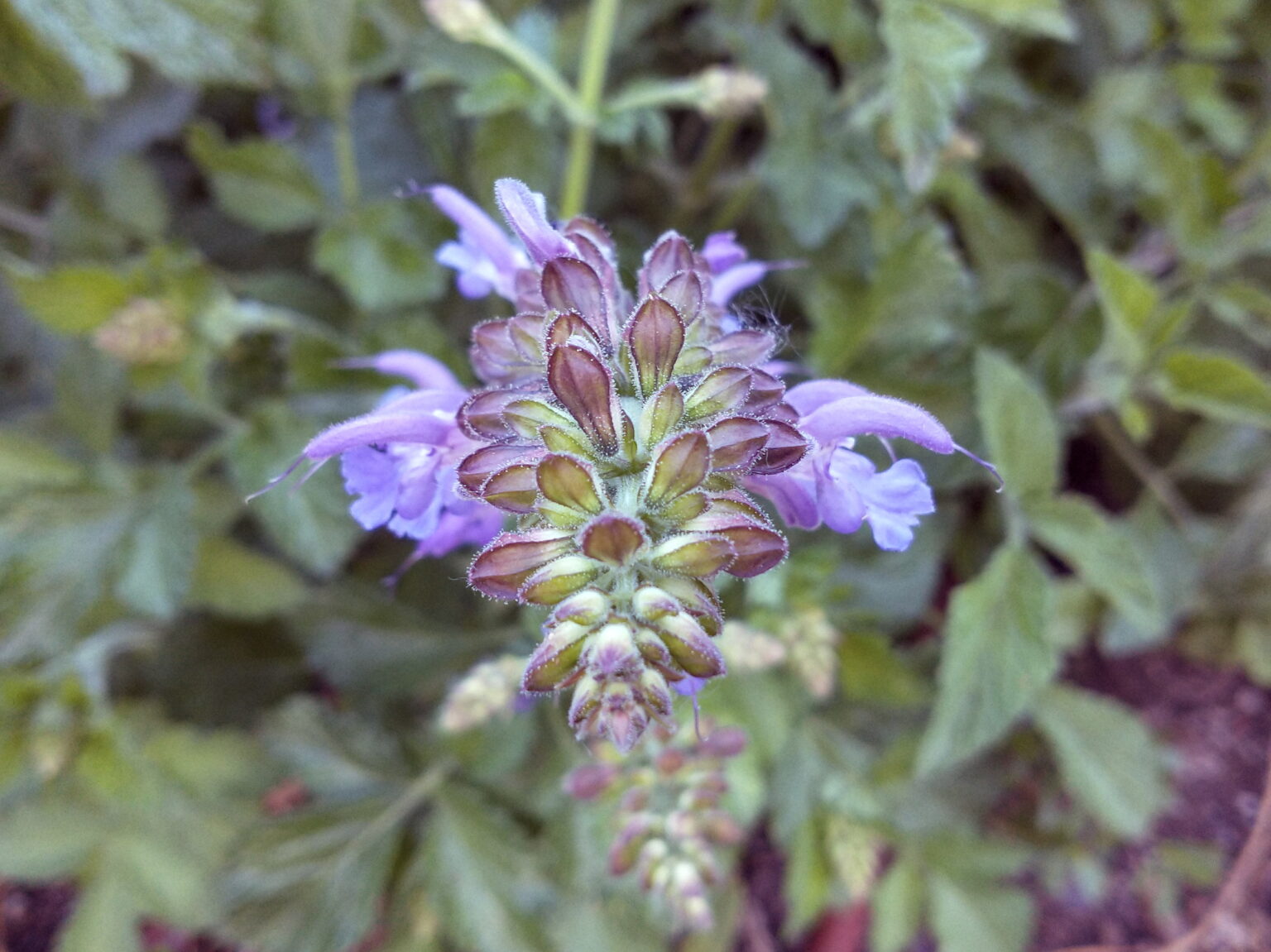Red Sage Seeds (Salvia miltiorrhiza) Dan Shen, Redroot Sage
