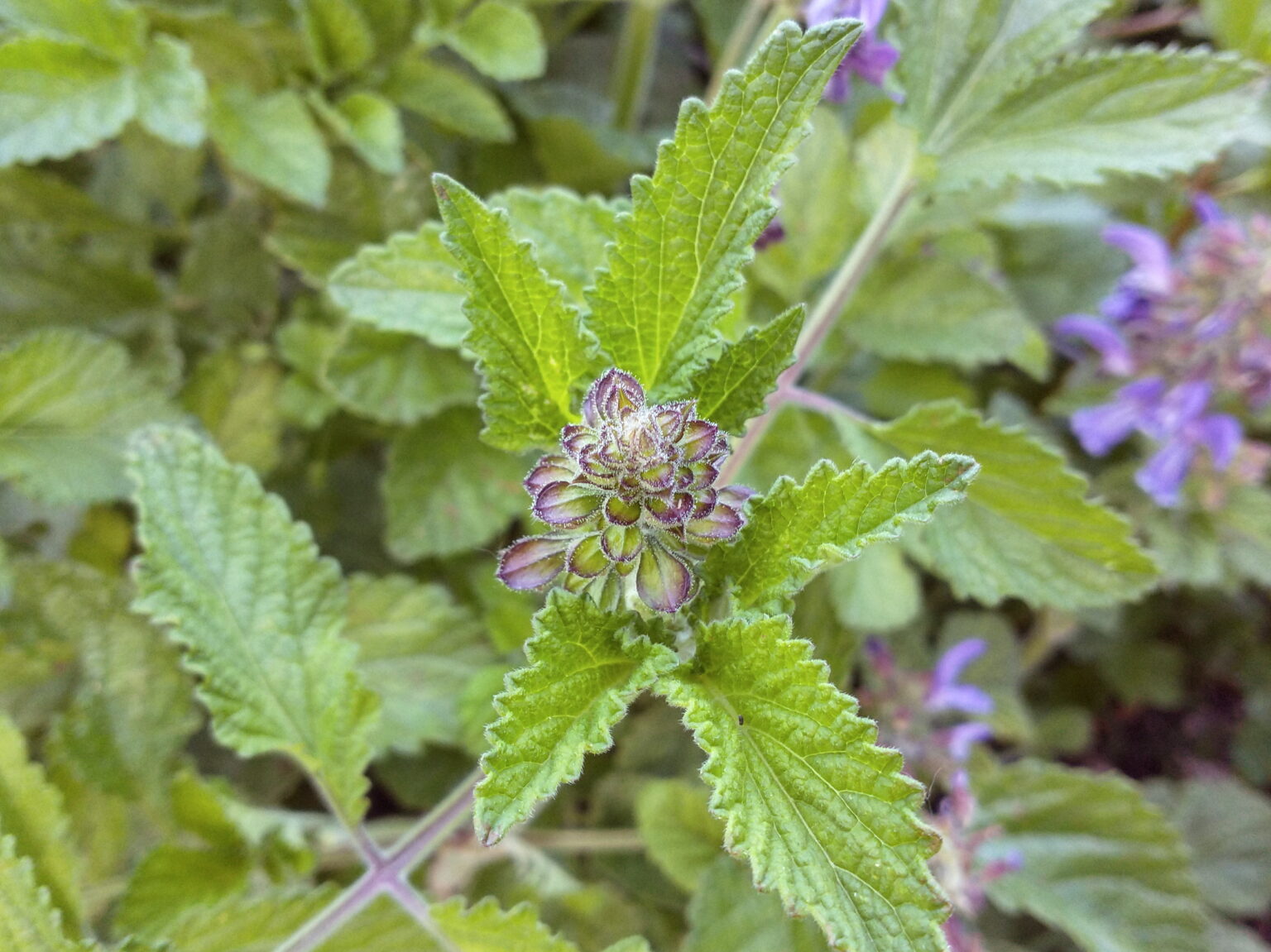 Red Sage Seeds (Salvia miltiorrhiza) Dan Shen, Redroot Sage