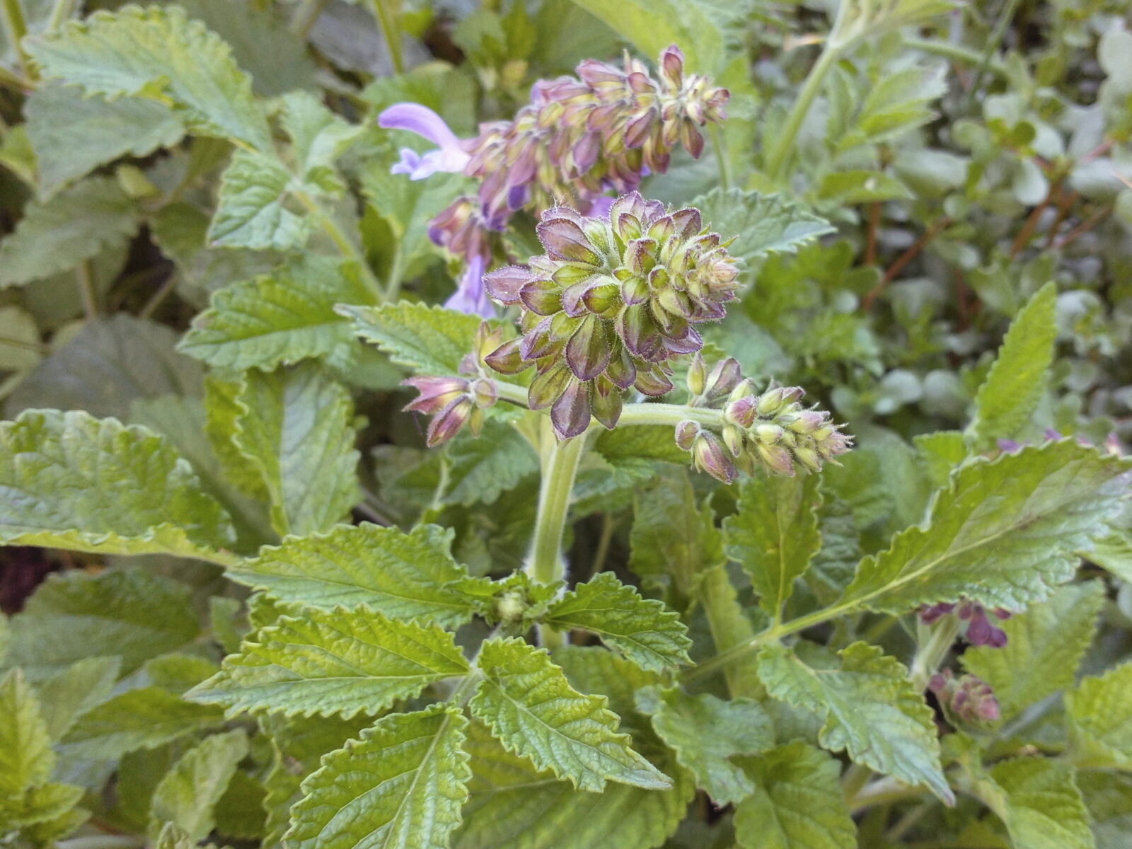 Red Sage Seeds (Salvia miltiorrhiza) Dan Shen, Redroot Sage