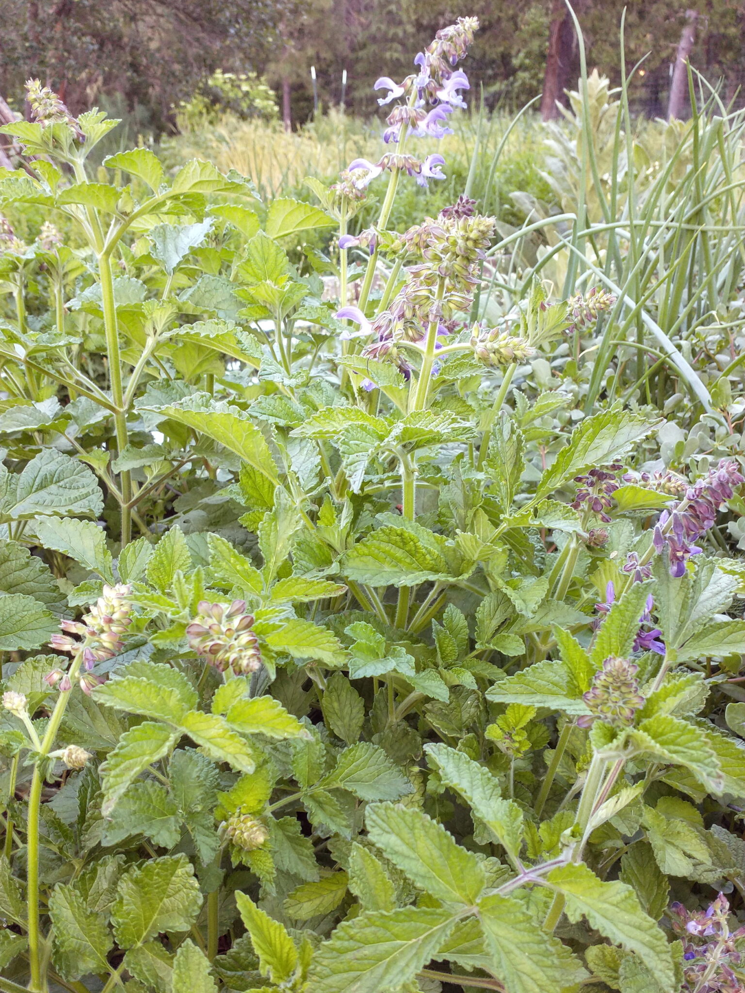 Red Sage Seeds (Salvia miltiorrhiza) Dan Shen, Redroot Sage