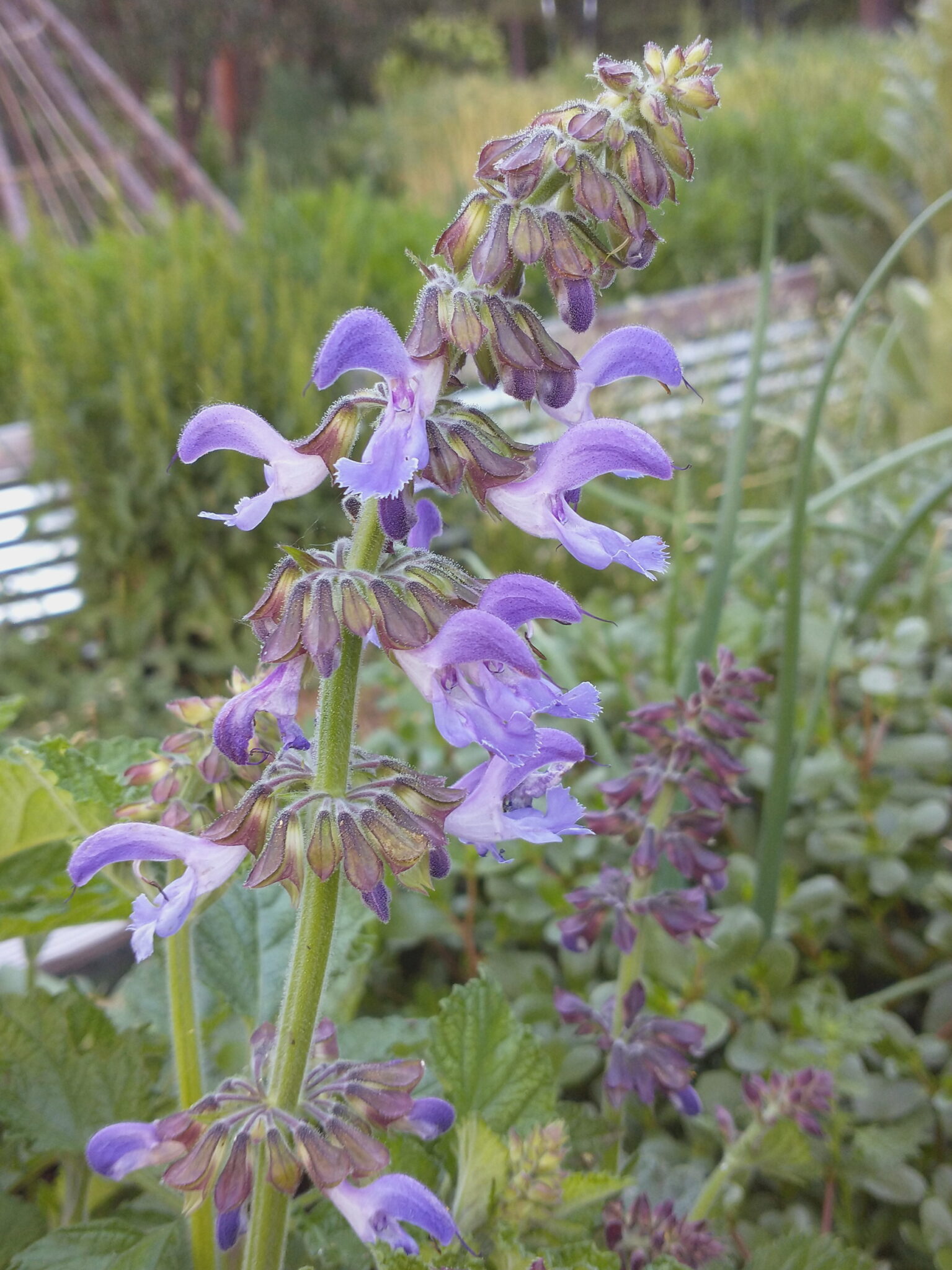 Red Sage Seeds (Salvia miltiorrhiza) Dan Shen, Redroot Sage