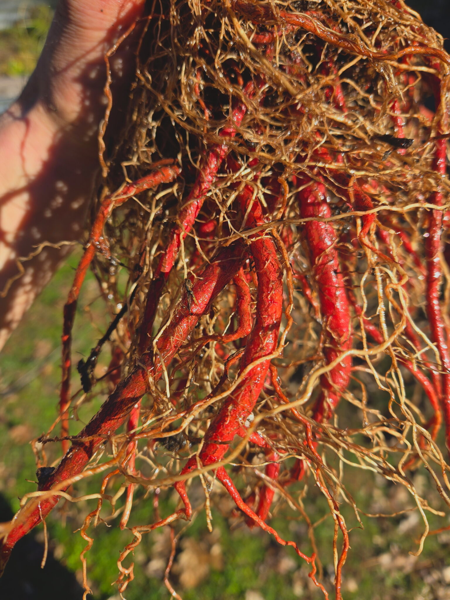 Red Sage Seeds (Salvia miltiorrhiza) Dan Shen, Redroot Sage