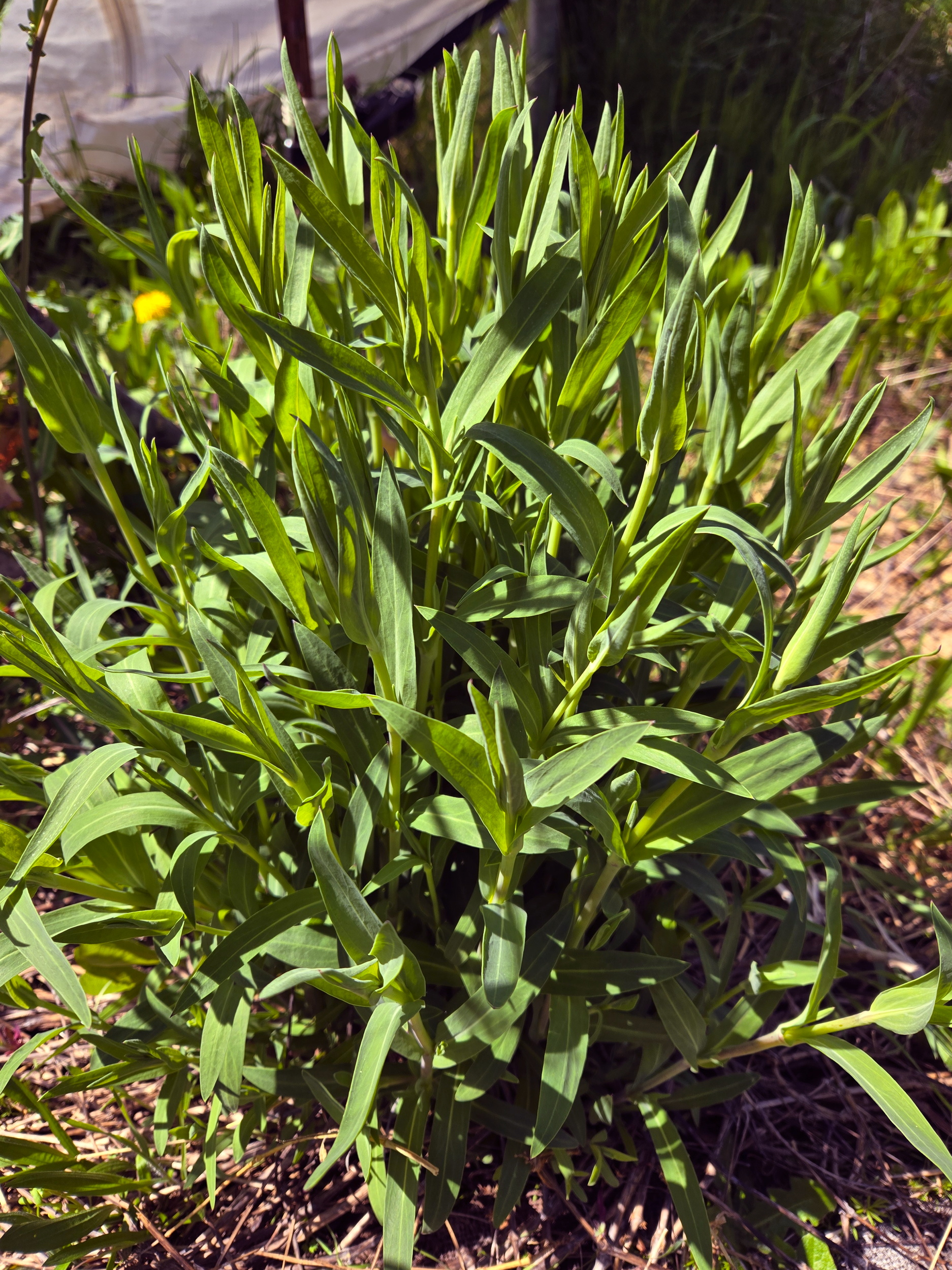 Sculpit Seeds (Silene vulgaris) Maidenstears, Stridolo Seeds