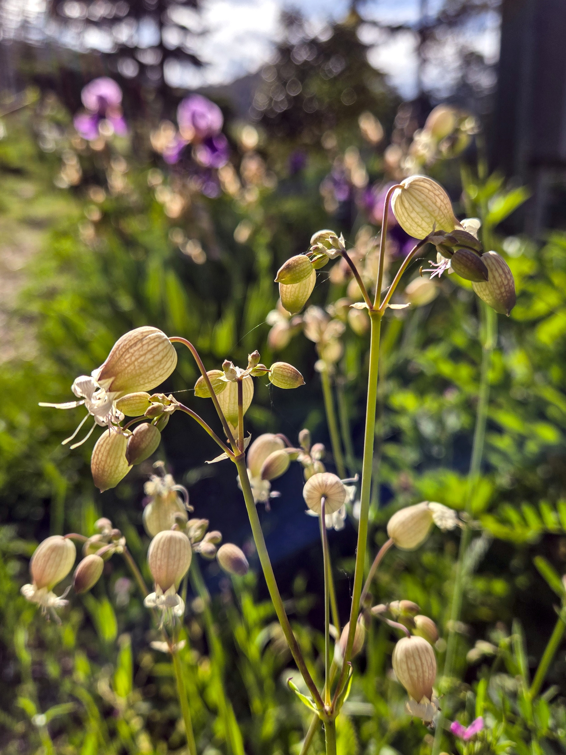 Sculpit Seeds (Silene vulgaris) Maidenstears, Stridolo Seeds