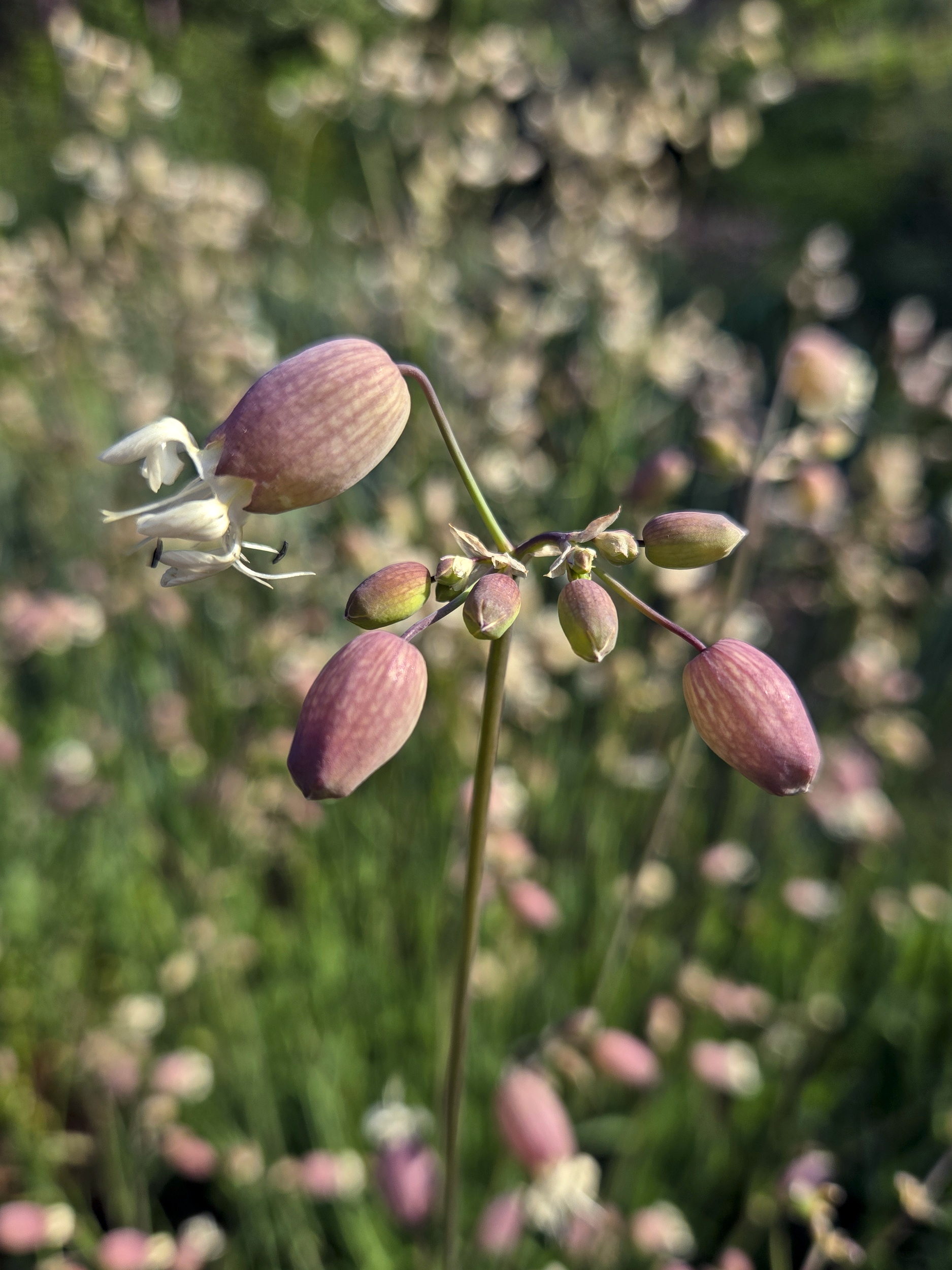 Sculpit Seeds (Silene vulgaris) Maidenstears, Stridolo Seeds