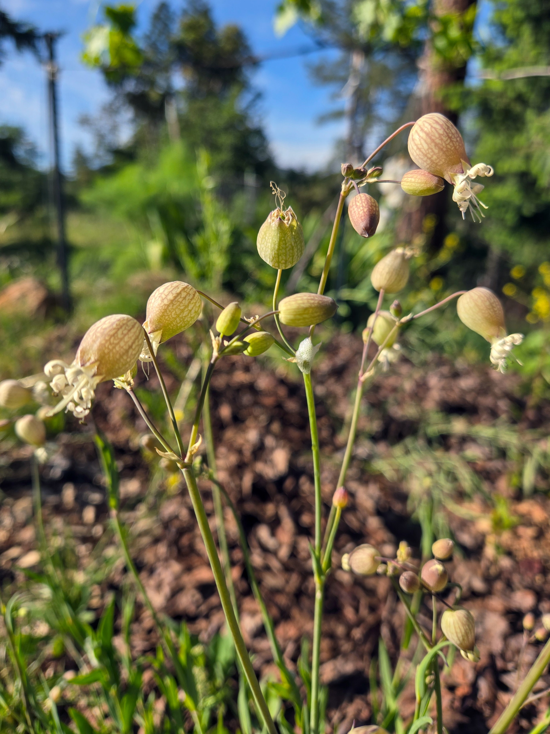 Sculpit Seeds (Silene vulgaris) Maidenstears, Stridolo Seeds