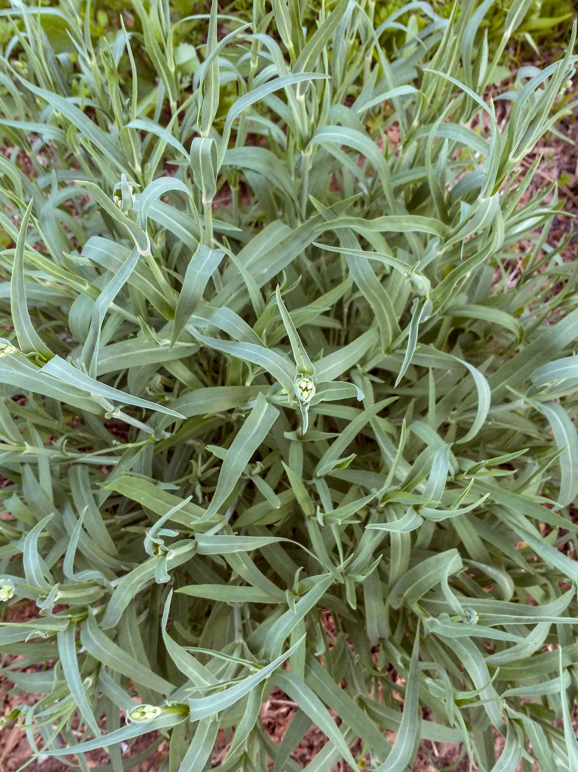 Sculpit Seeds (Silene vulgaris) Maidenstears, Stridolo Seeds