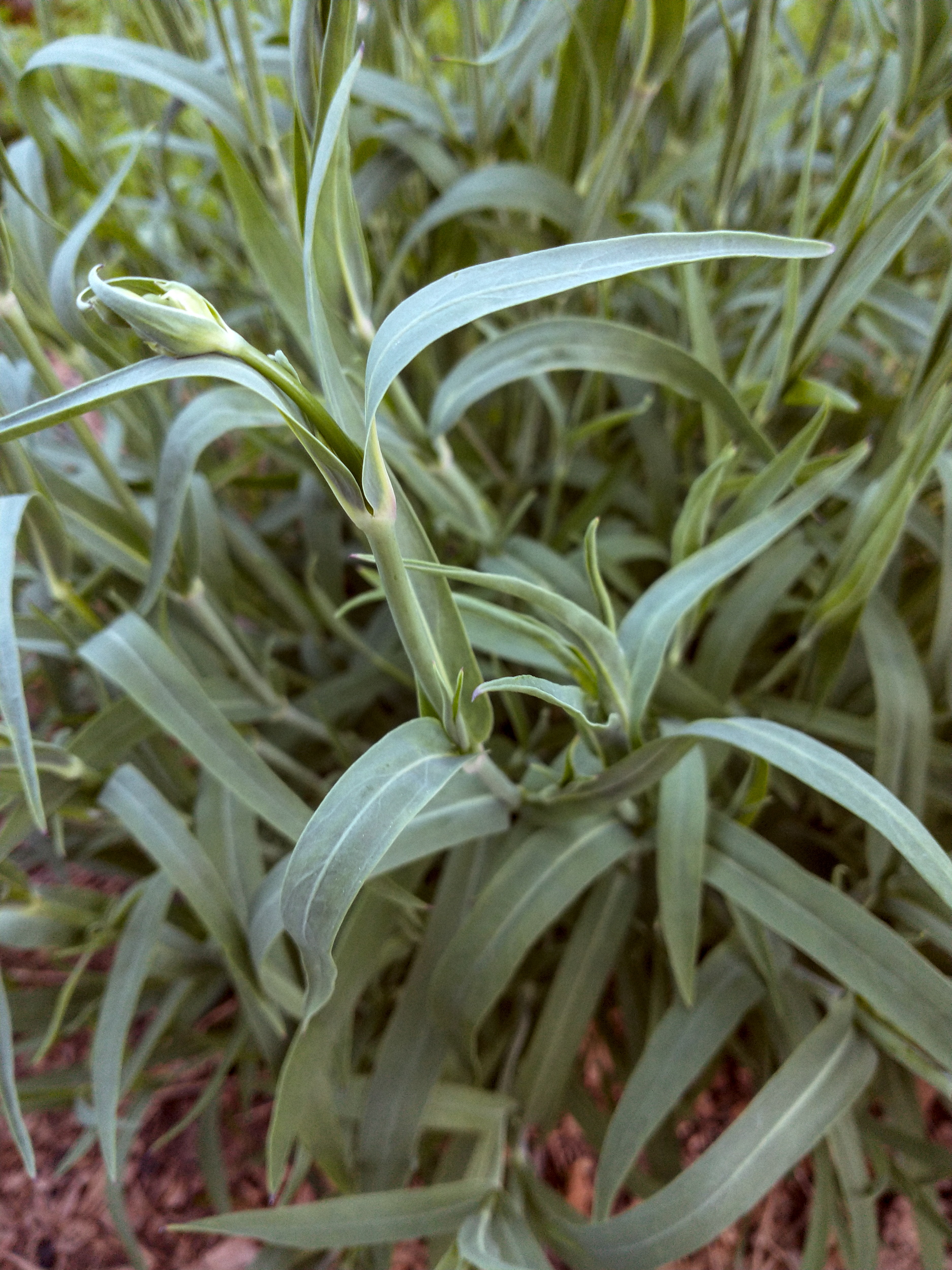 Sculpit Seeds (Silene vulgaris) Maidenstears, Stridolo Seeds