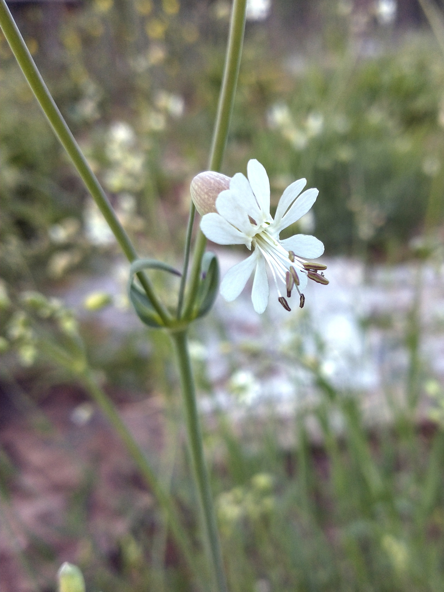 Sculpit Seeds (Silene vulgaris) Maidenstears, Stridolo Seeds