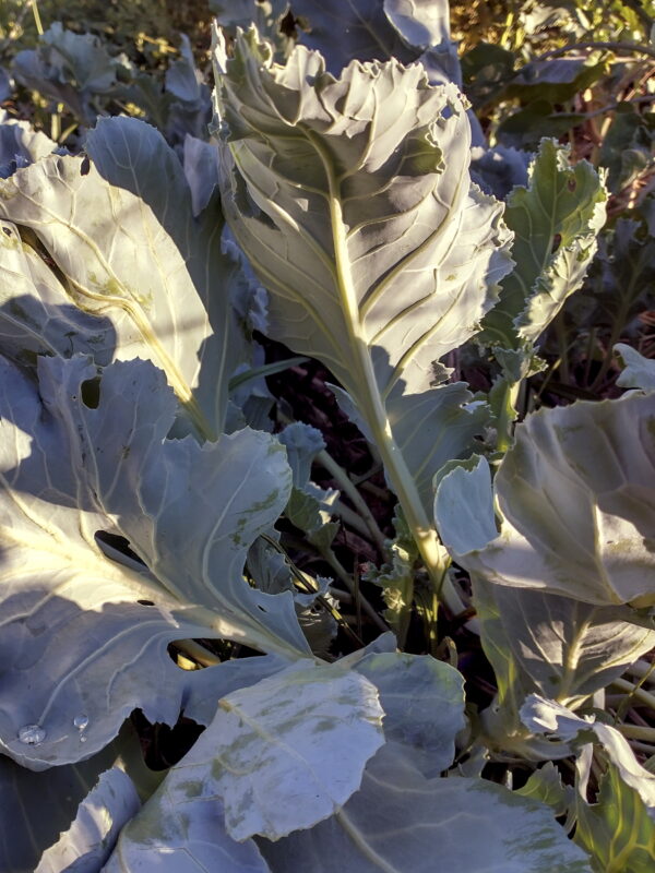 Sea Kale Seeds, Improved Lily White (Crambe maritima) Seeds